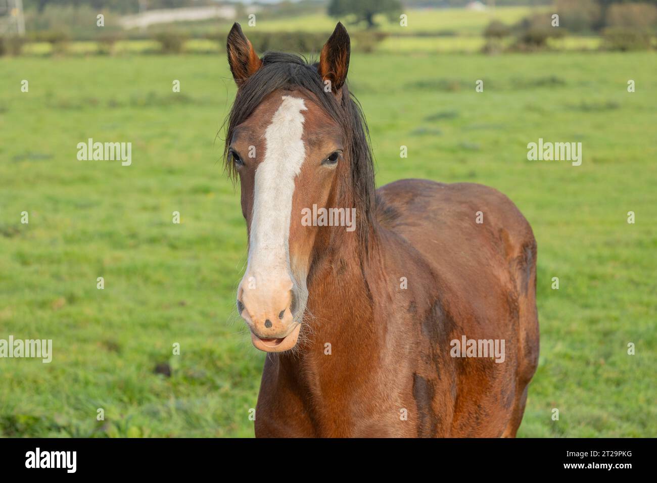 Portrait of beautiful red horse in summer Stock Photo - Alamy