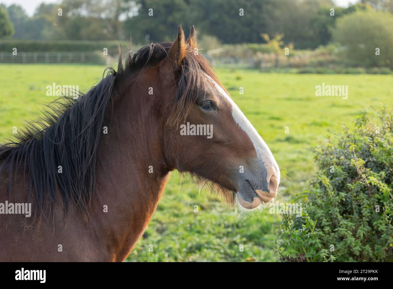 Red horse hi-res stock photography and images - Alamy