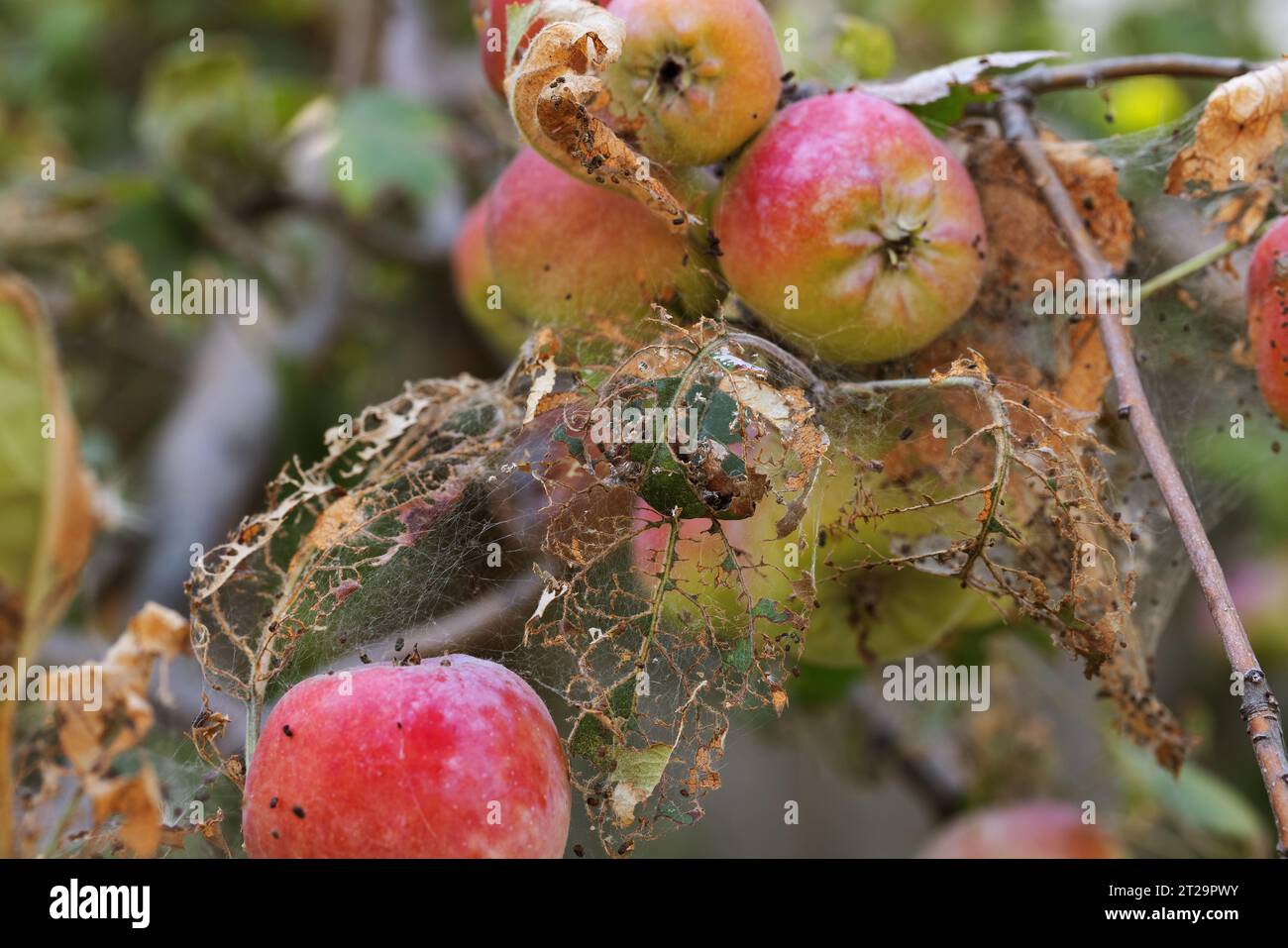 Caterpillars of codling moth, apple stoat, in silky web on an apple ...