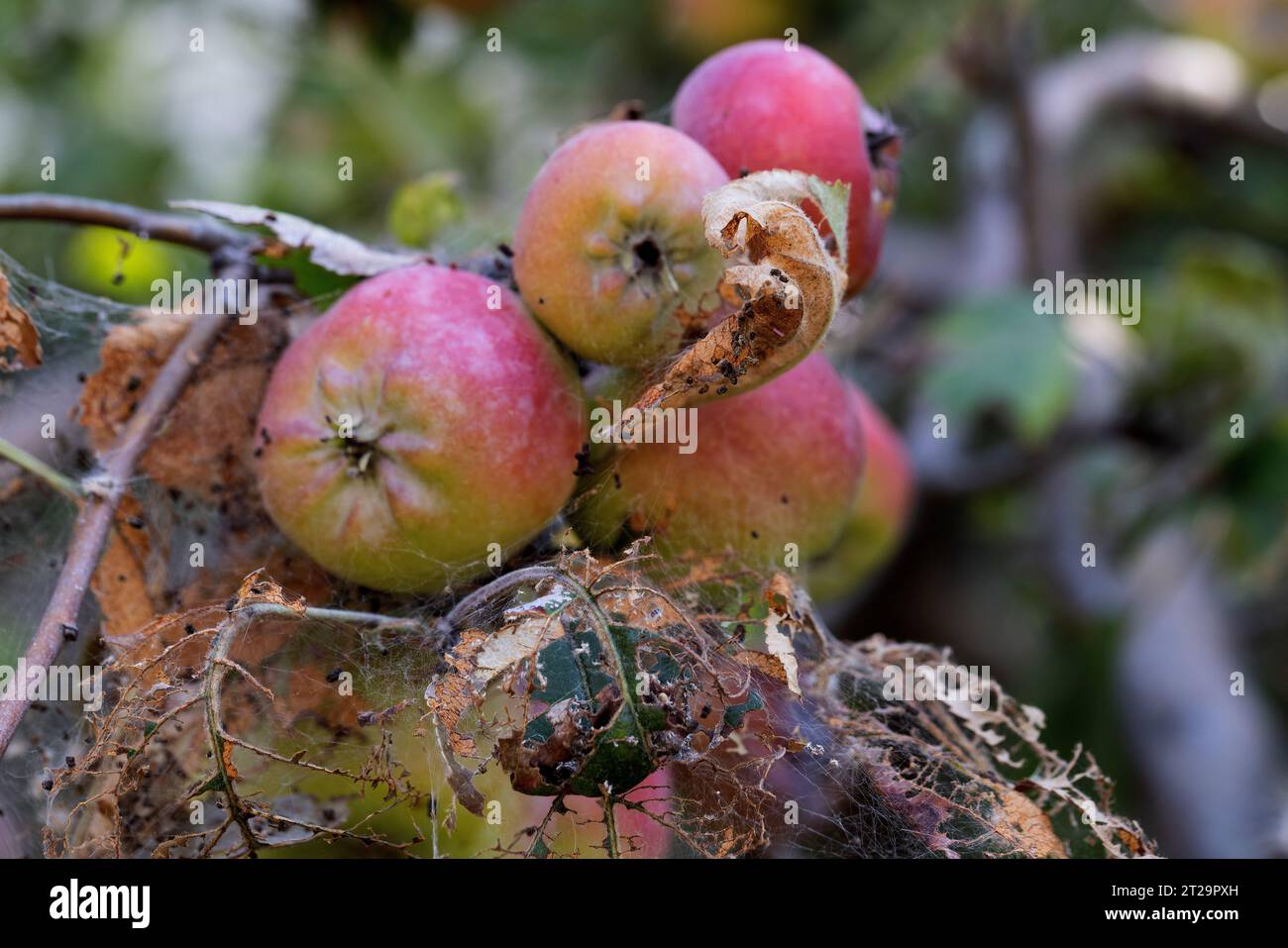 Caterpillars of codling moth, apple stoat, in silky web on an apple ...