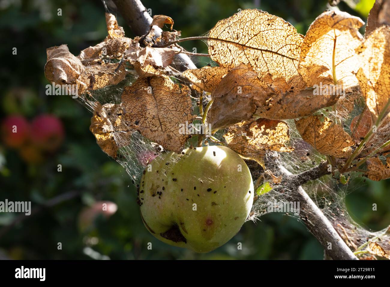 Caterpillars of codling moth, apple stoat, in silky web on an apple ...