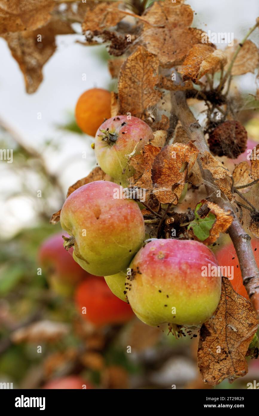 Caterpillars of codling moth, apple stoat, in silky web on an apple ...