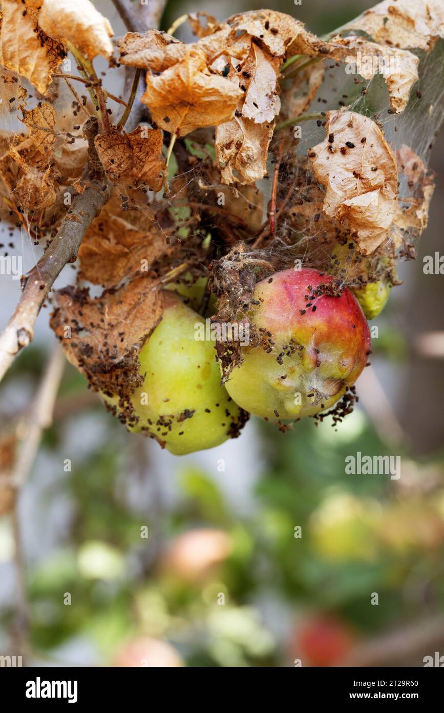 Caterpillars of codling moth, apple stoat, in silky web on an apple ...