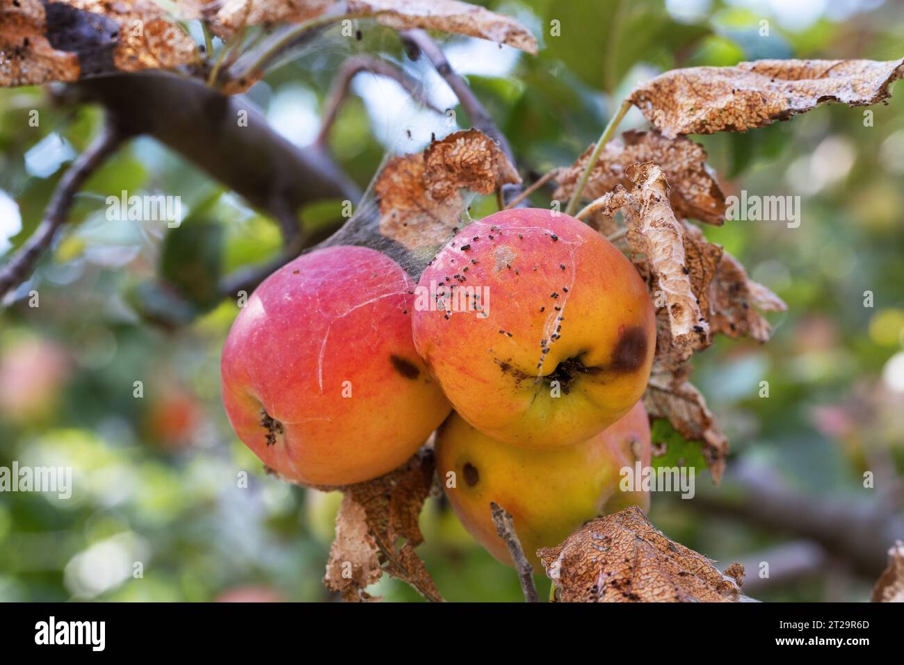 Caterpillars of codling moth, apple stoat, in silky web on an apple ...