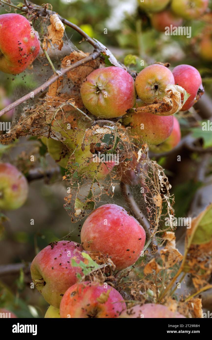 Caterpillars of codling moth, apple stoat, in silky web on an apple ...