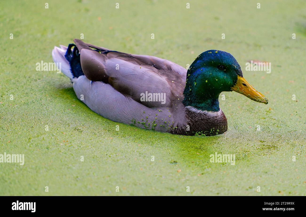 A Mallard in duck weed on the lake at Sefton Park, Liverpool. Picture ...