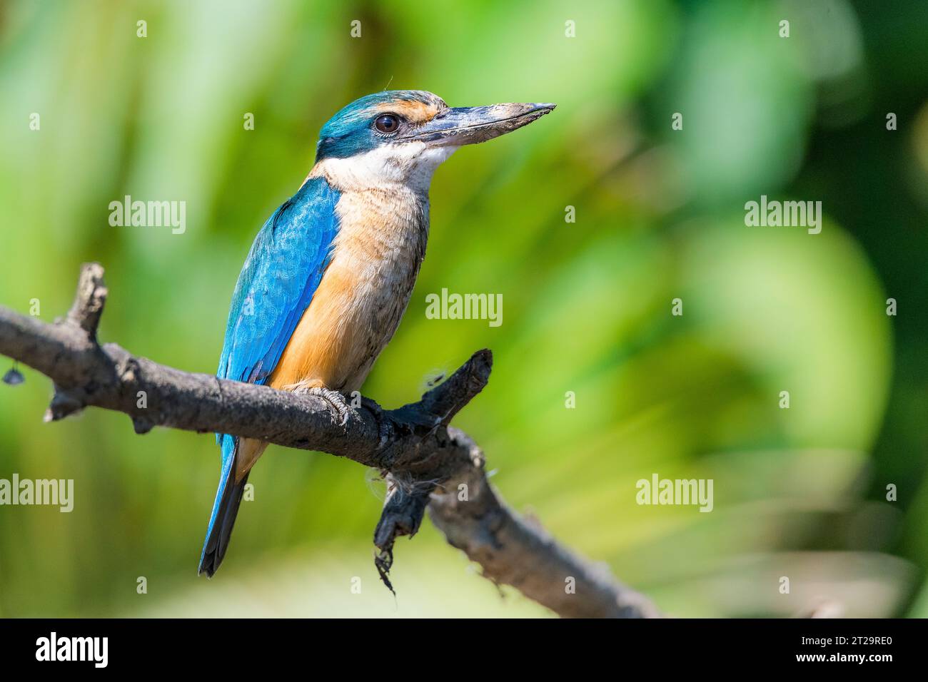 Sacred kingfisher (Todiramphus sanctus Stock Photo - Alamy