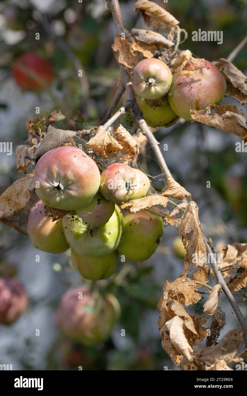 Caterpillars of codling moth, apple stoat, in silky web on an apple ...