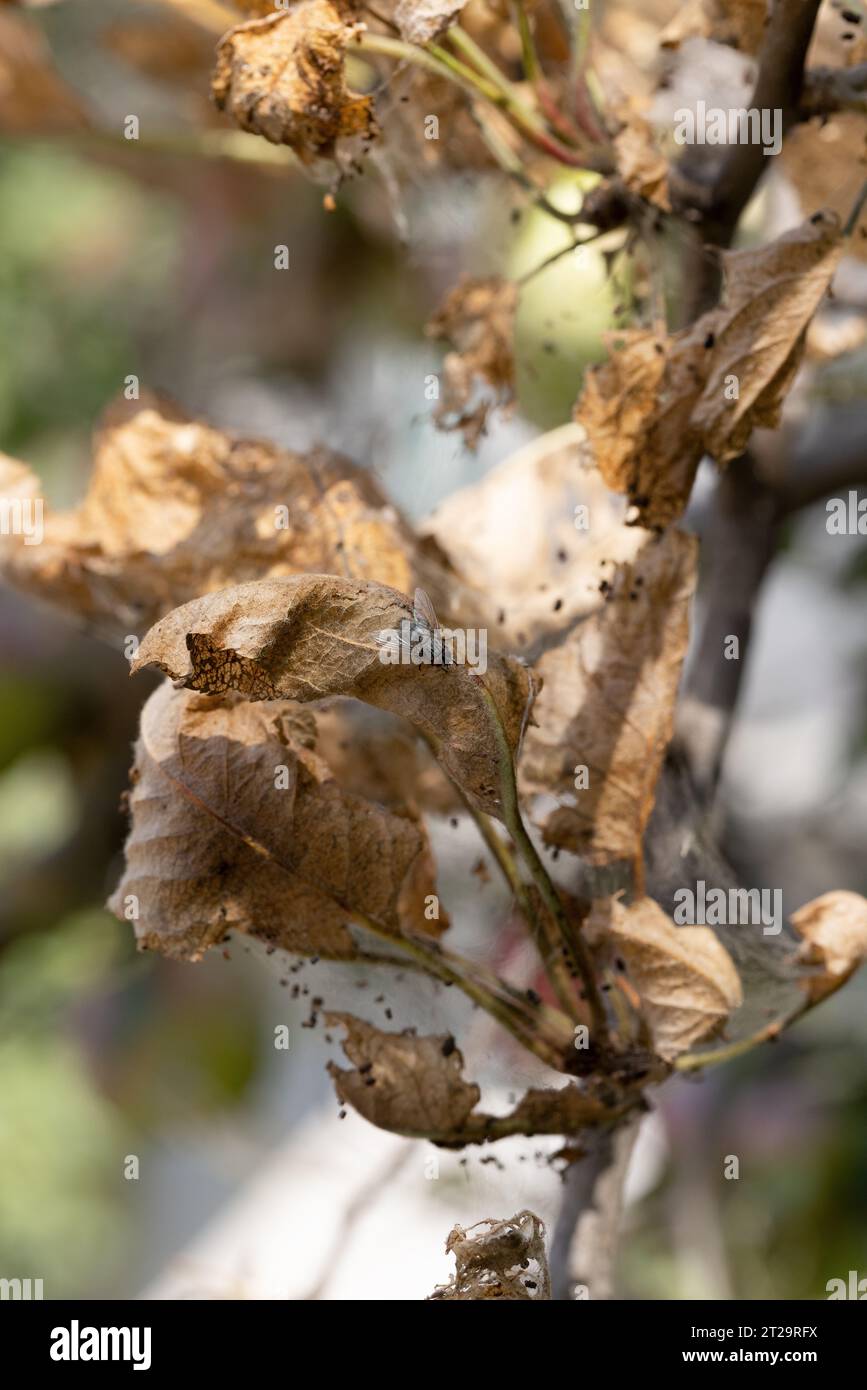 Caterpillars of codling moth, apple stoat, in silky web on an apple ...