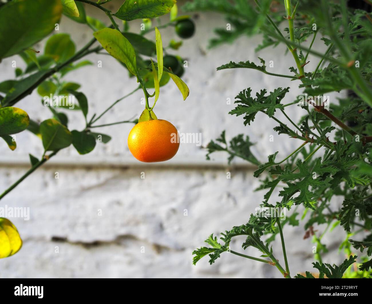 Growing citrus in britain hi-res stock photography and images - Alamy