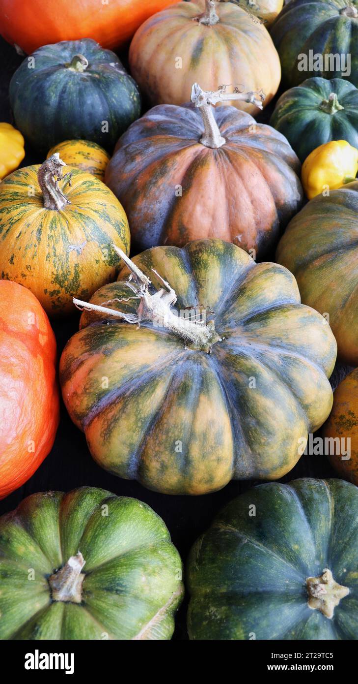 Colorful varieties of pumpkins and squashes. Color gradient background ...