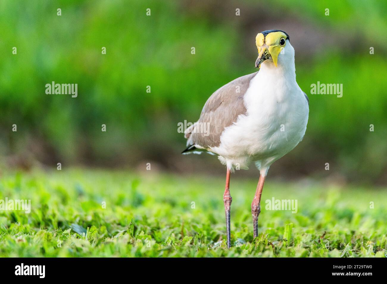 Masked lapwing (Vanellus miles Stock Photo - Alamy