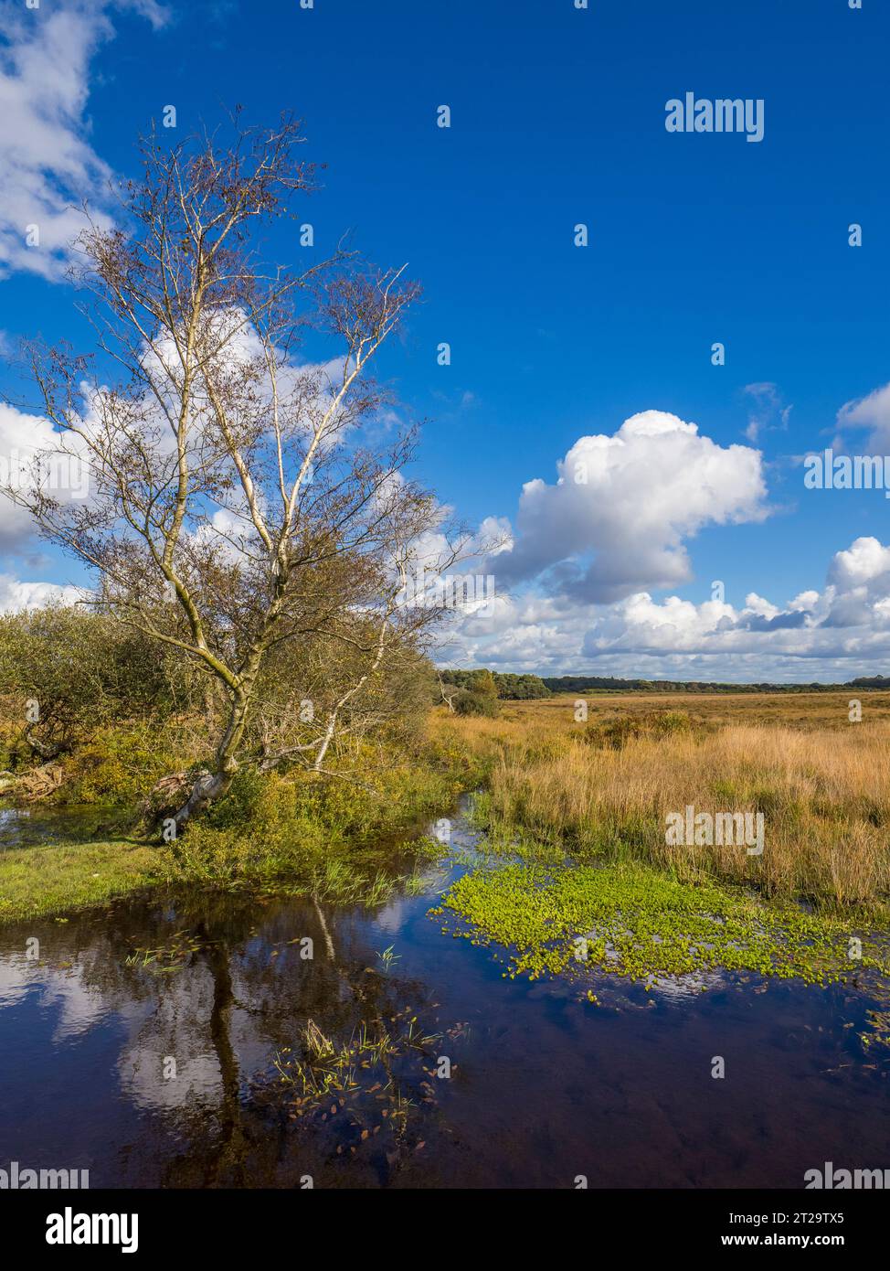 Trees on Edge of Forest Pool, Heathland, New Forest National Park, New Forest, Hampshire ...