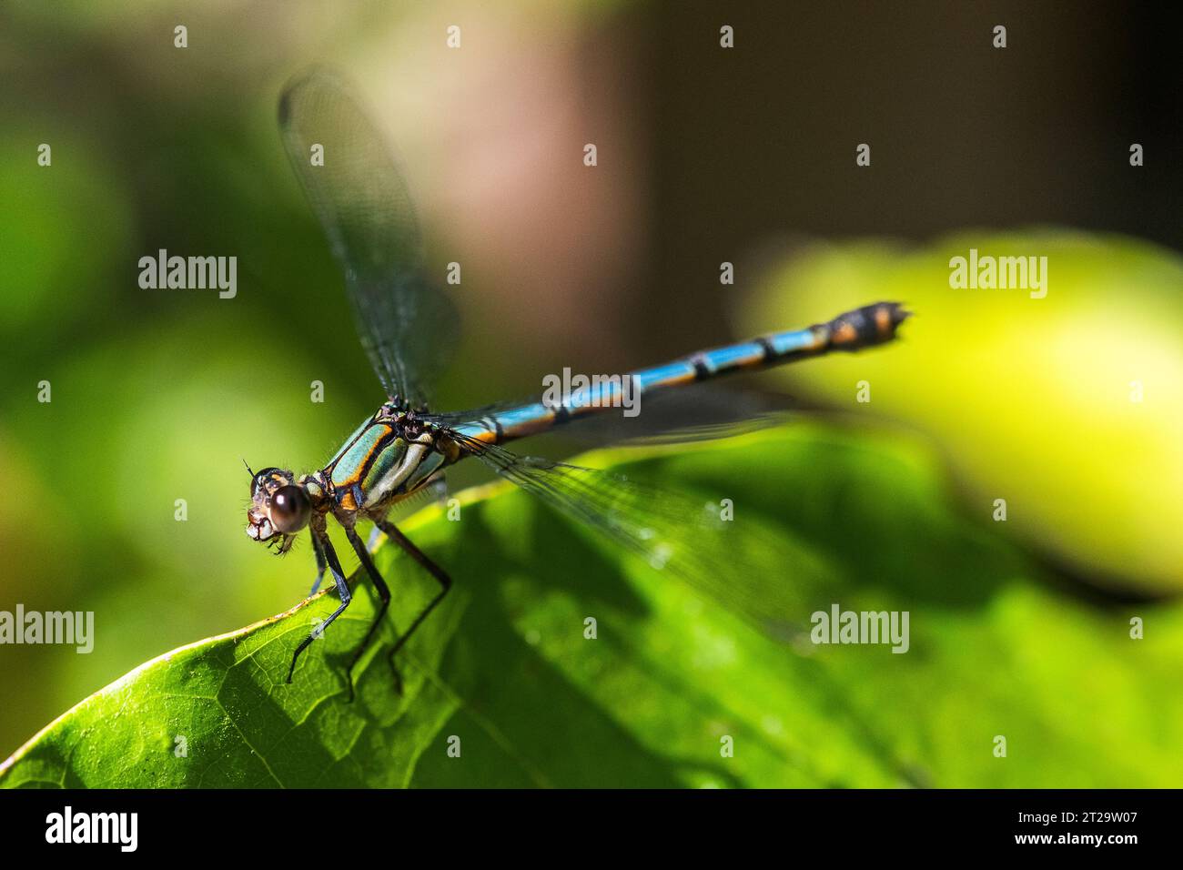 Lestoideidae hi-res stock photography and images - Alamy
