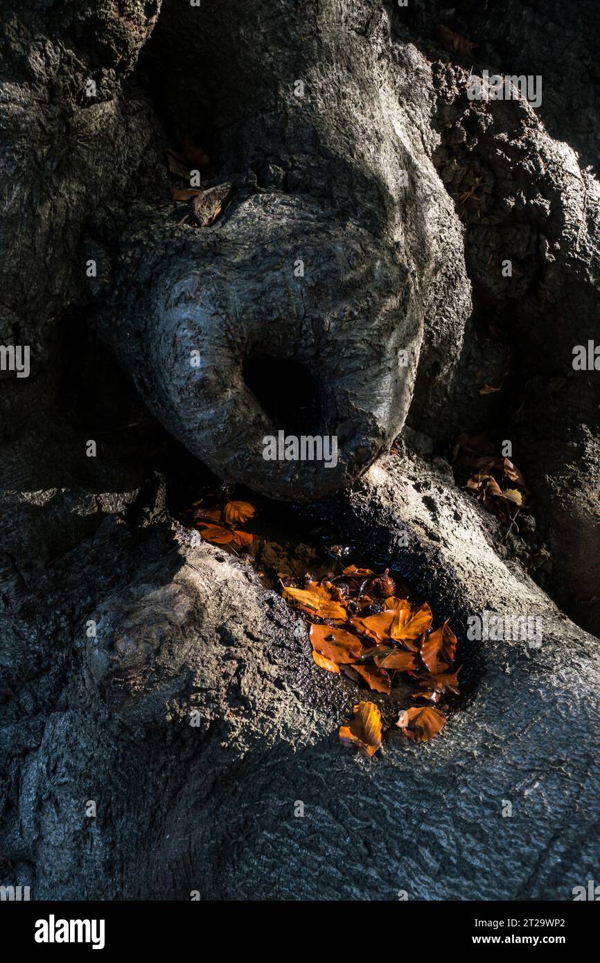 Henry viii hunting grounds hi-res stock photography and images - Alamy