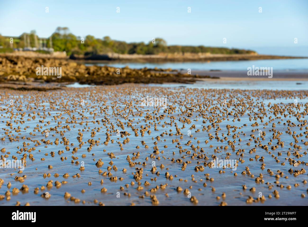 Worm casts hi-res stock photography and images - Alamy