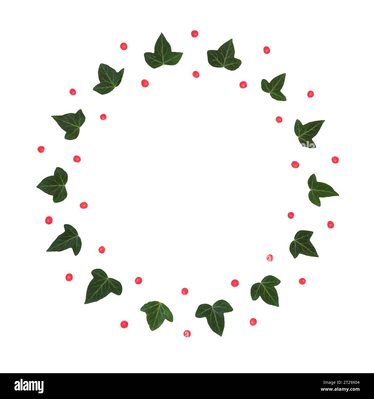 Winter ivy leaf and red holly berry wreath abstract on white background ...