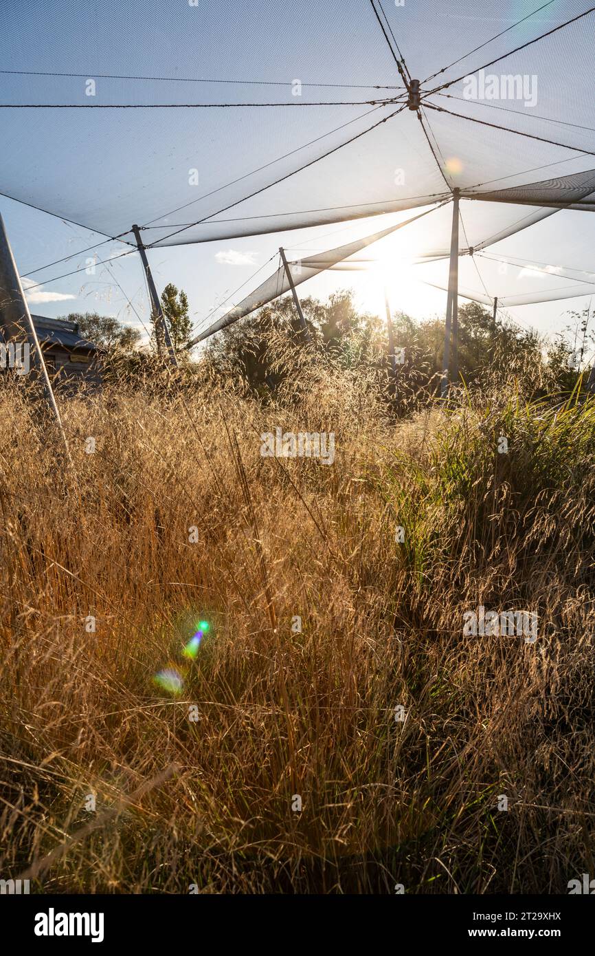 Winter light on grasses in the free fly aviary garden Stock Photo - Alamy
