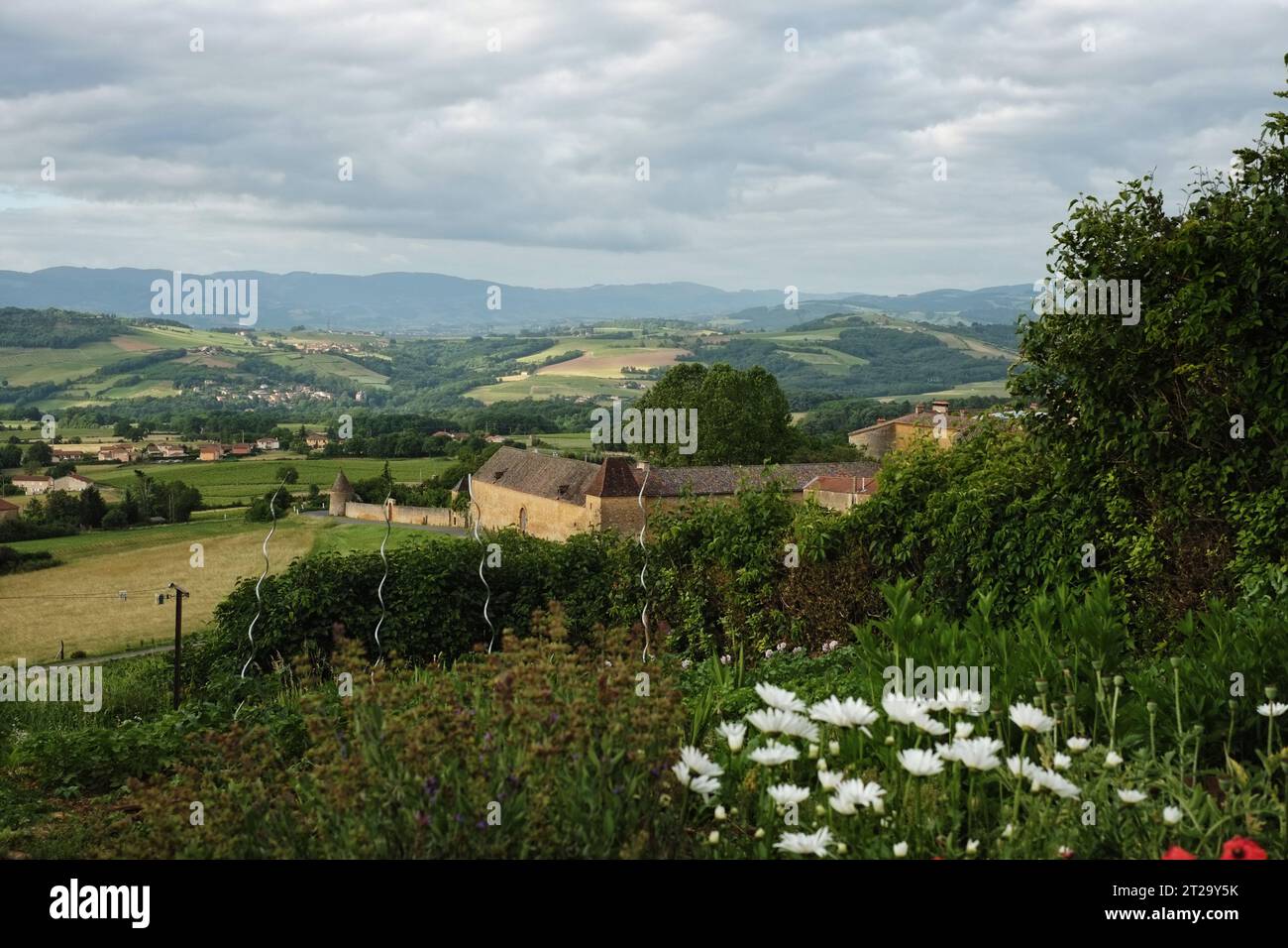 Conical shrubs hi-res stock photography and images - Alamy