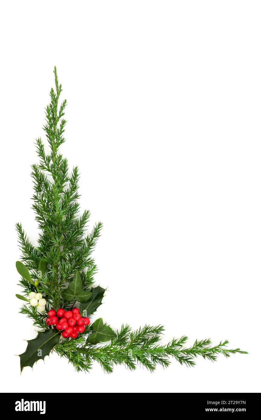 Christmas background border with holly, mistletoe, ivy, juniper fir ...
