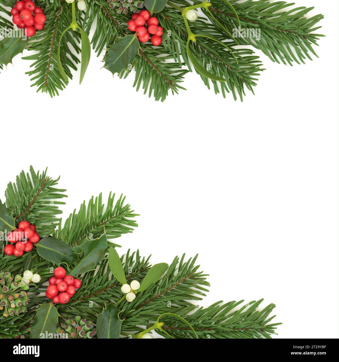 Christmas winter flora background border with holly berries, fir ...