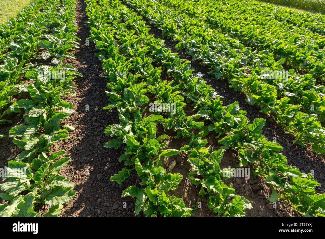 Sugar beet crops field, agricultural landscape Stock Photo - Alamy