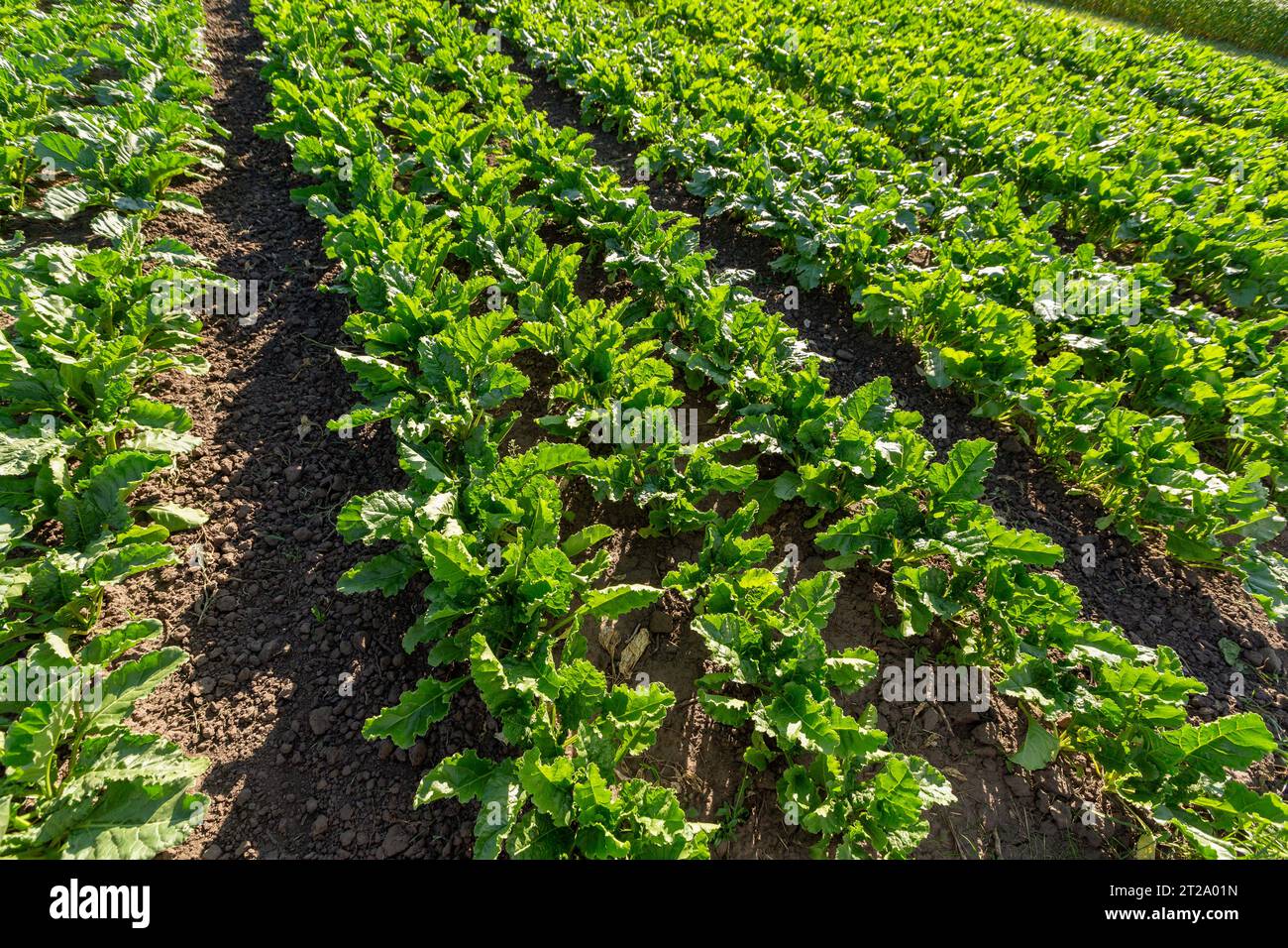 Sugar beet crops field, agricultural landscape Stock Photo - Alamy