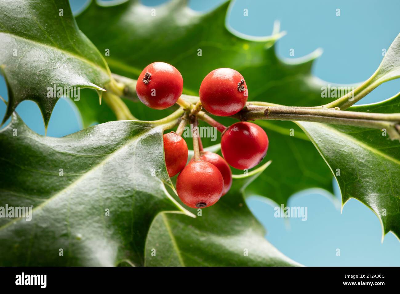 Holly shrub with red berries close up outdoors Stock Photo - Alamy