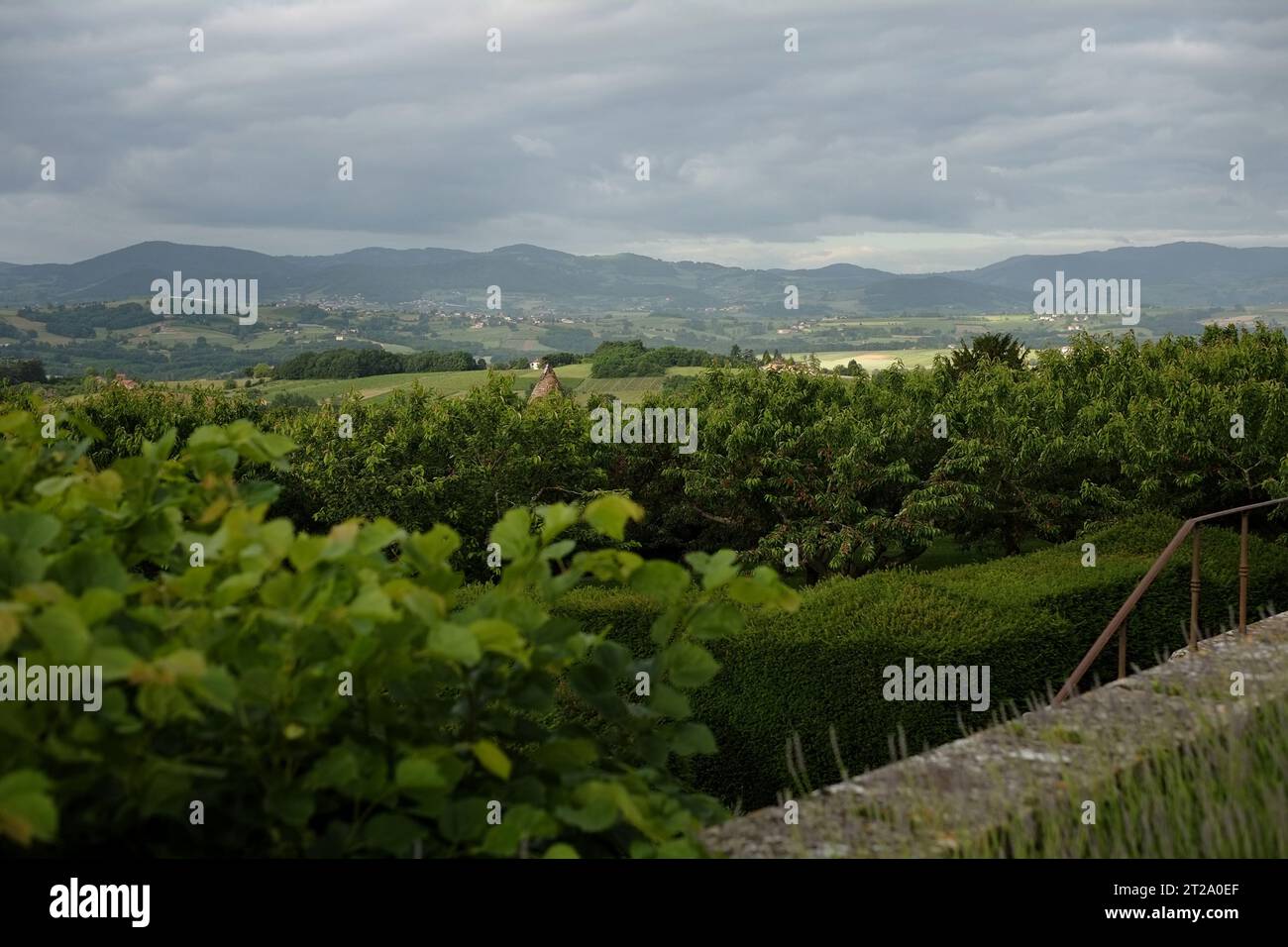 A terrace orchard, lush green grape vines and tall hedges looking from ...