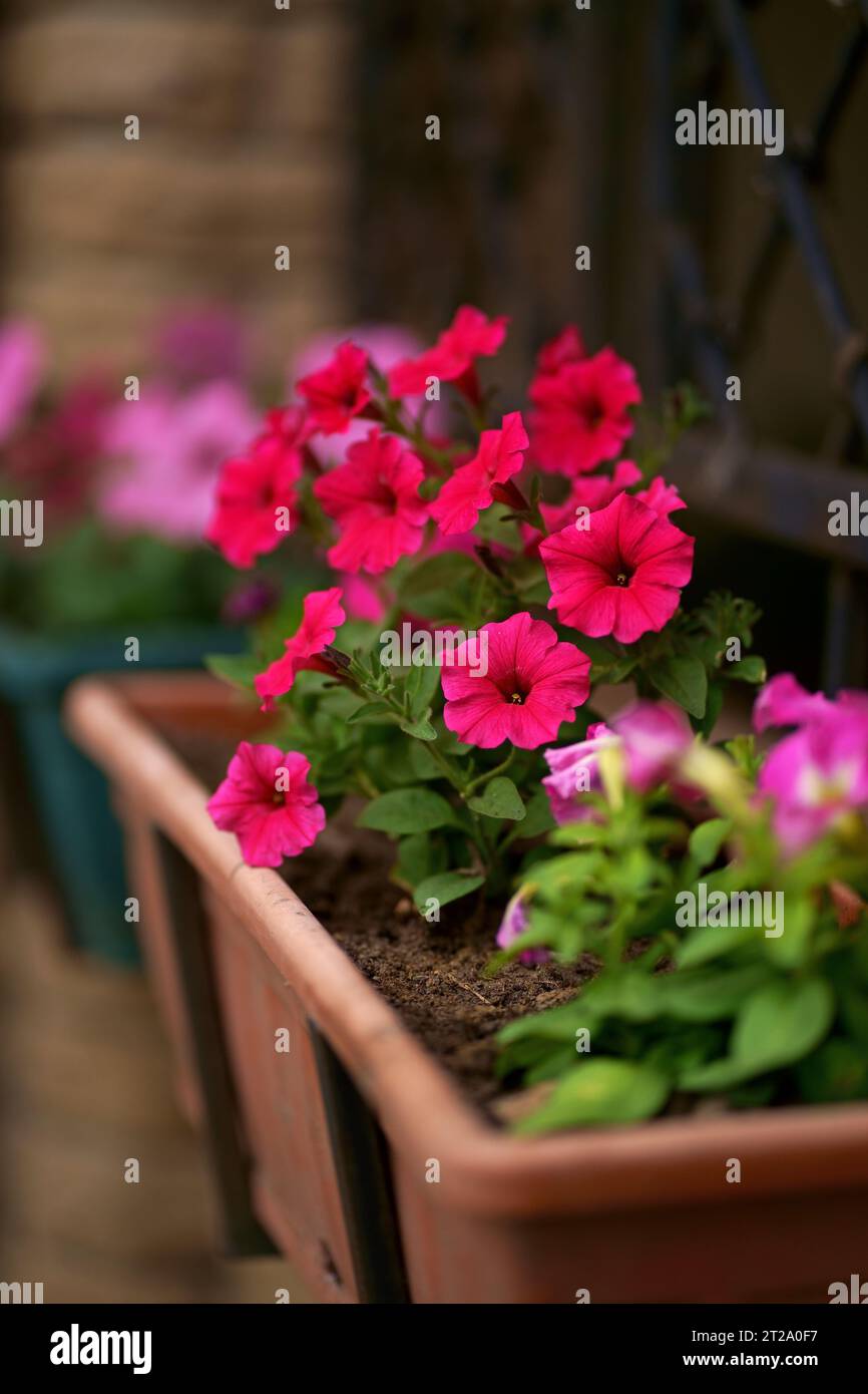 Petunia sprouts in box hi-res stock photography and images - Alamy