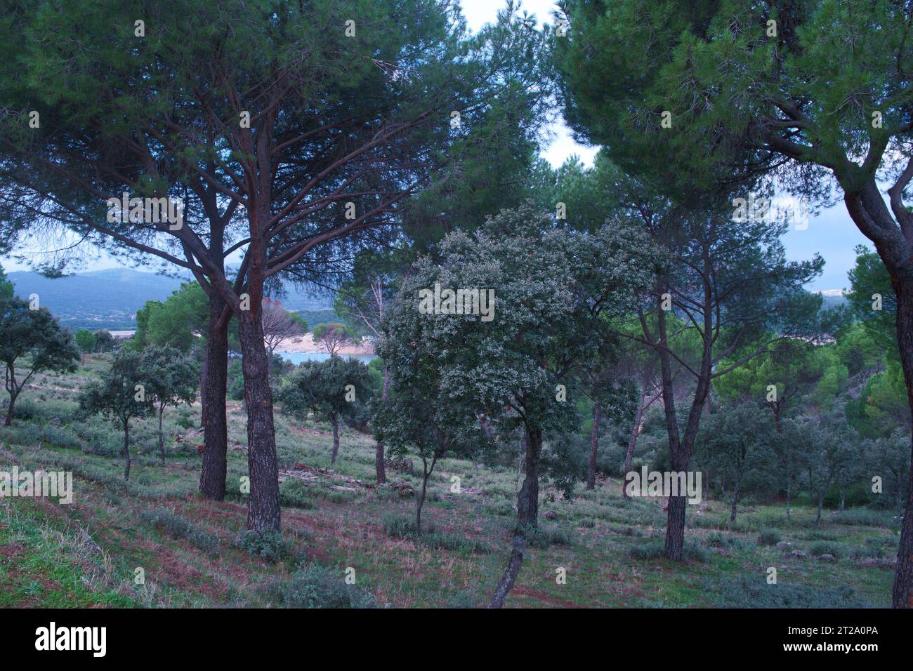 plants, flora, mountains, landscape, view, trees, spain, nature, sky ...