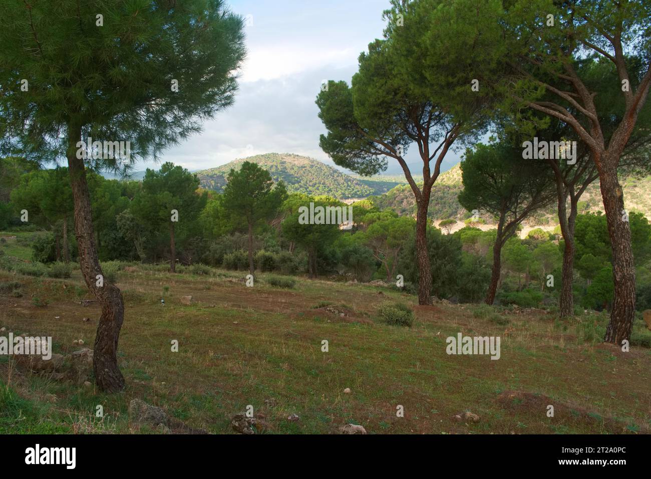 plants, flora, mountains, landscape, view, trees, spain, nature, sky ...