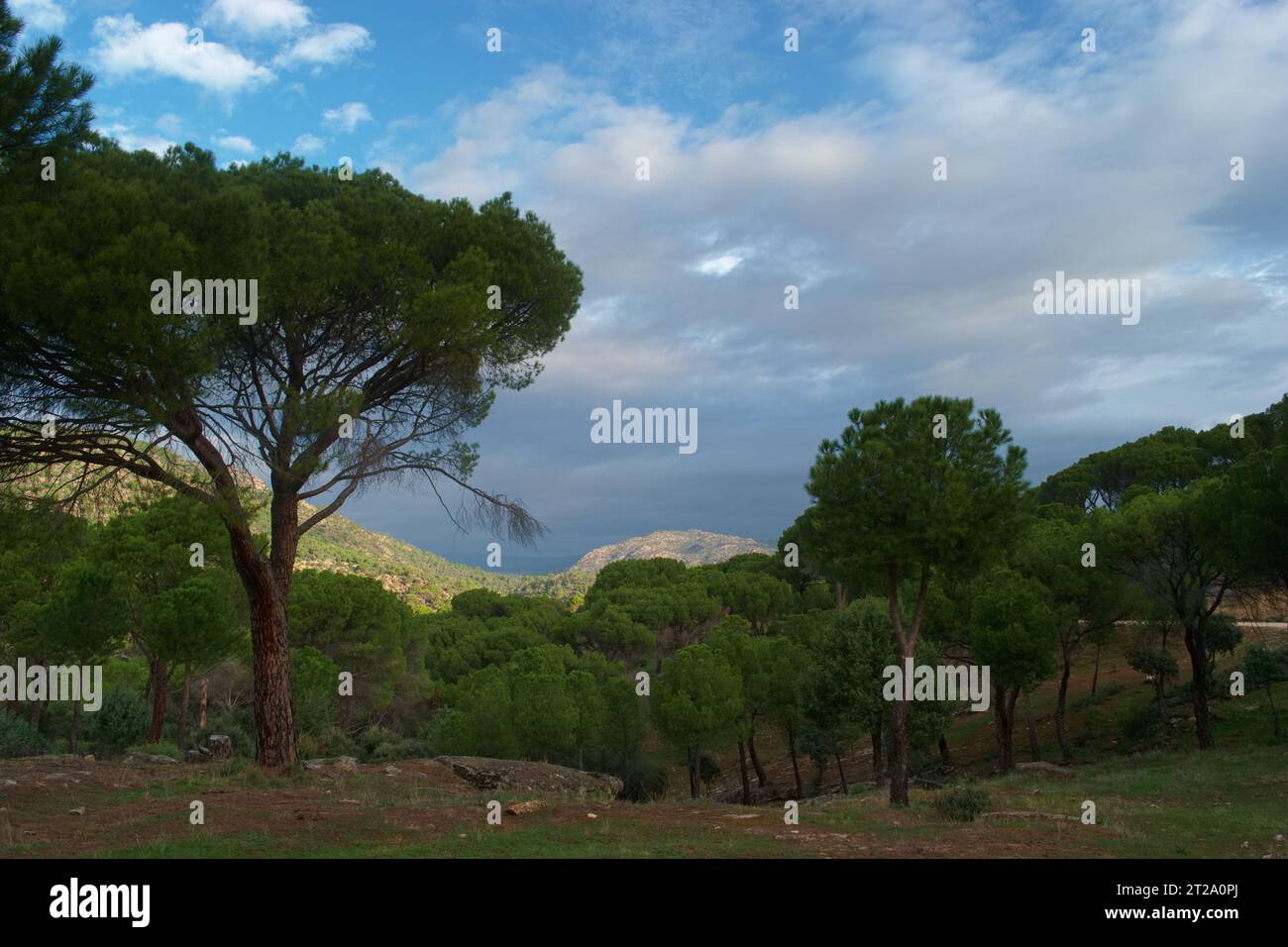 plants, flora, mountains, landscape, view, trees, spain, nature, sky ...