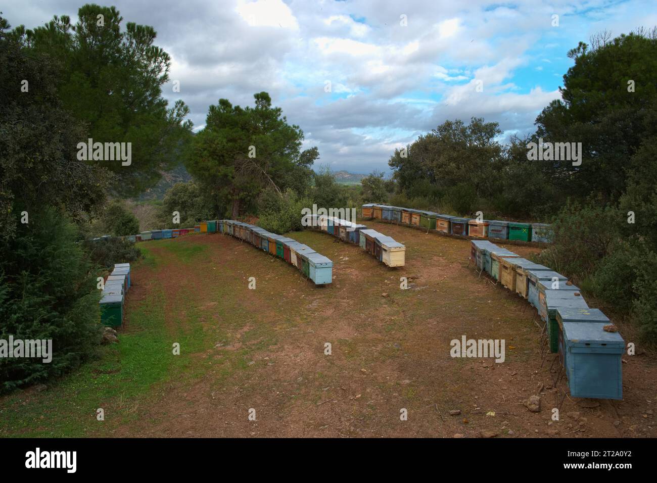 airplane, sky, clouds, tree, branches, flight, transport, aviation ...