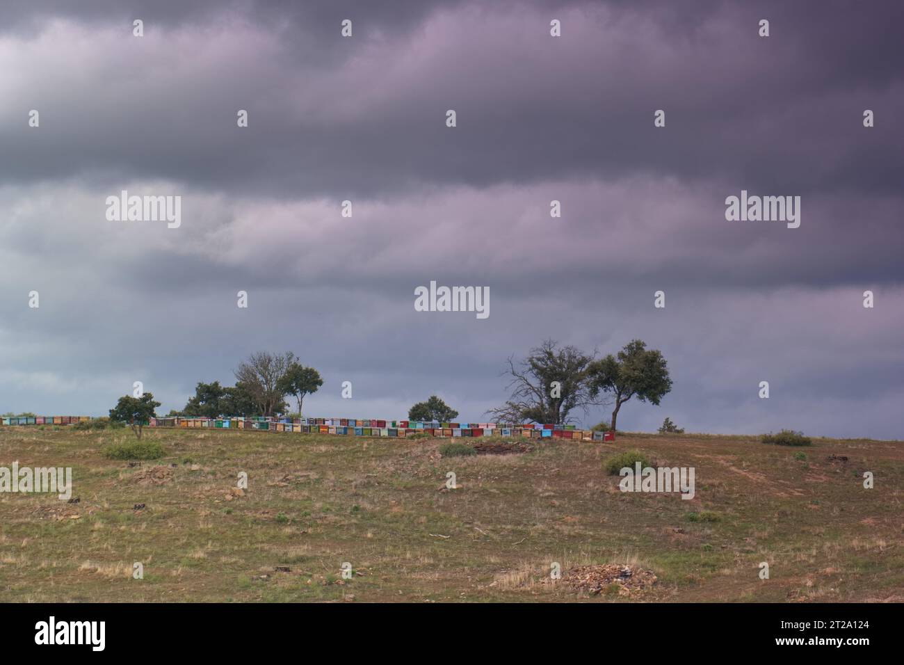 airplane, sky, clouds, tree, branches, flight, transport, aviation ...