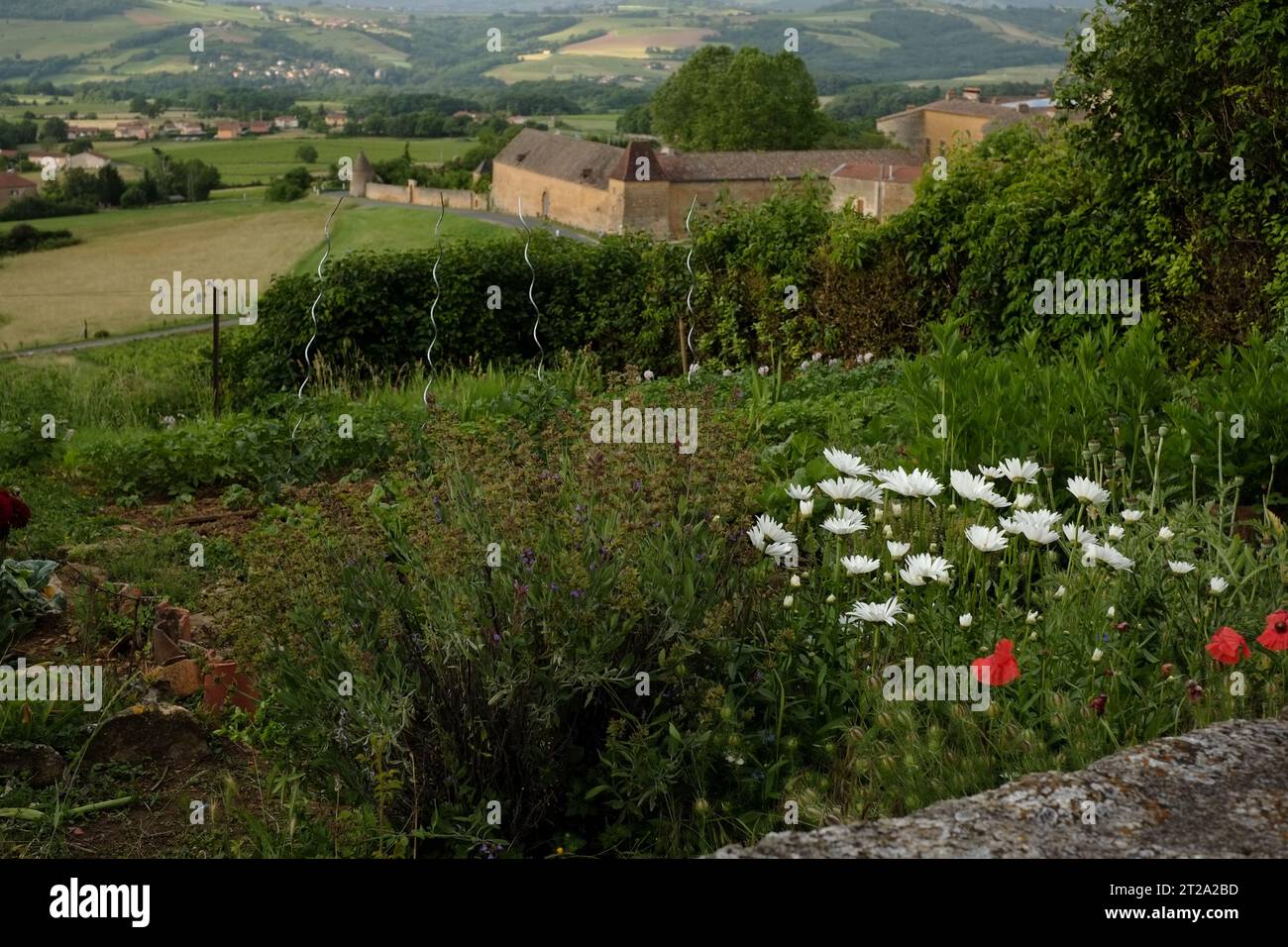 Shrubs, flowers & a small plot growing vegetables on the hillside above ...