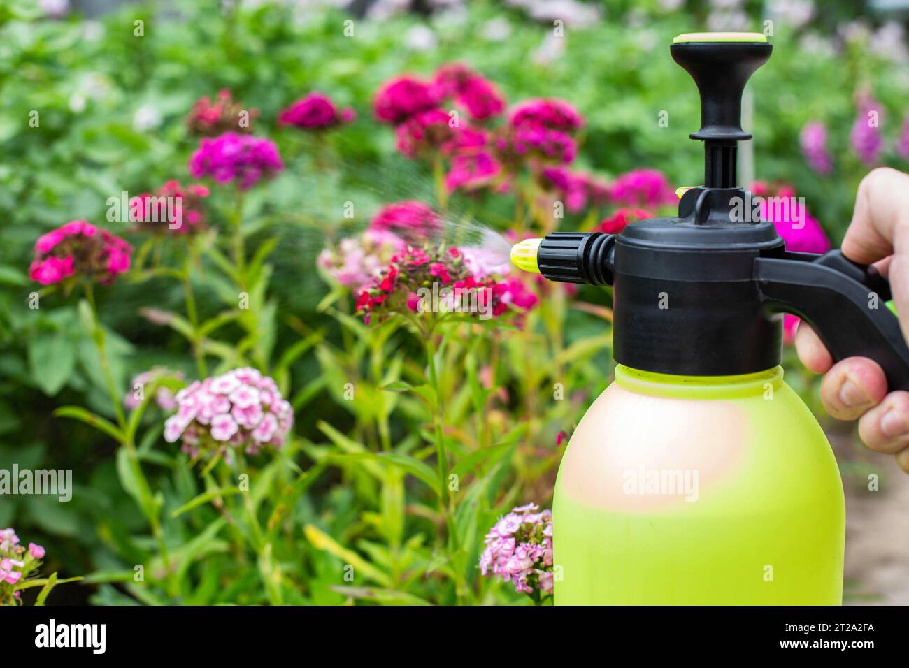 Spraying flowers in the country with ammonia and blue vitriol from ...