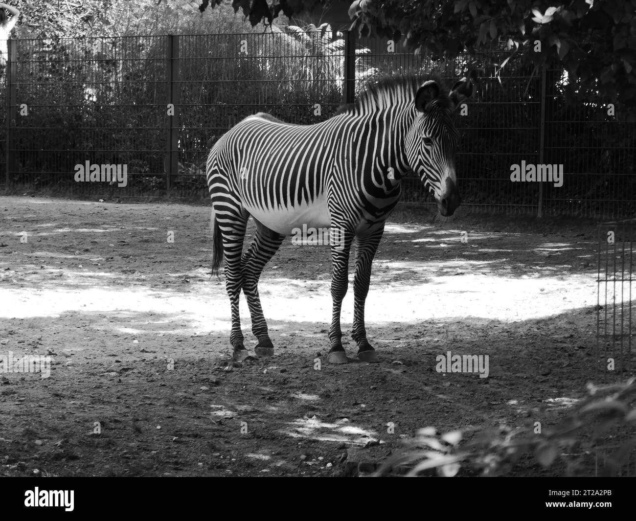 Zebra animal horse Stock Photo - Alamy