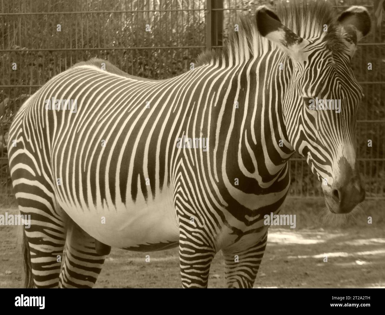 Zebra animal horse Stock Photo - Alamy