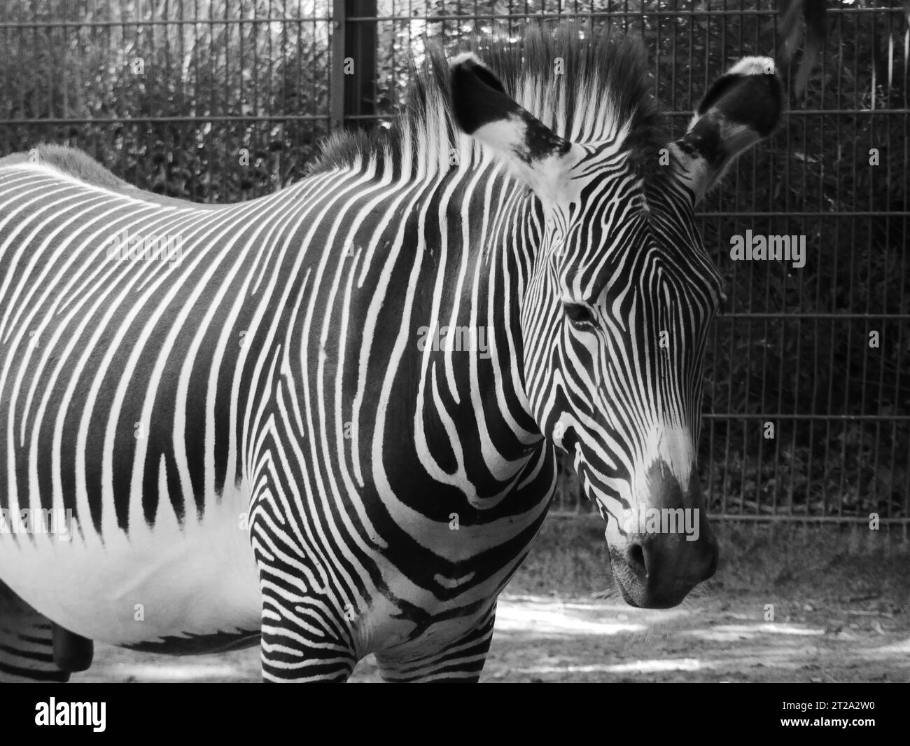 Zebra horse hi-res stock photography and images - Alamy