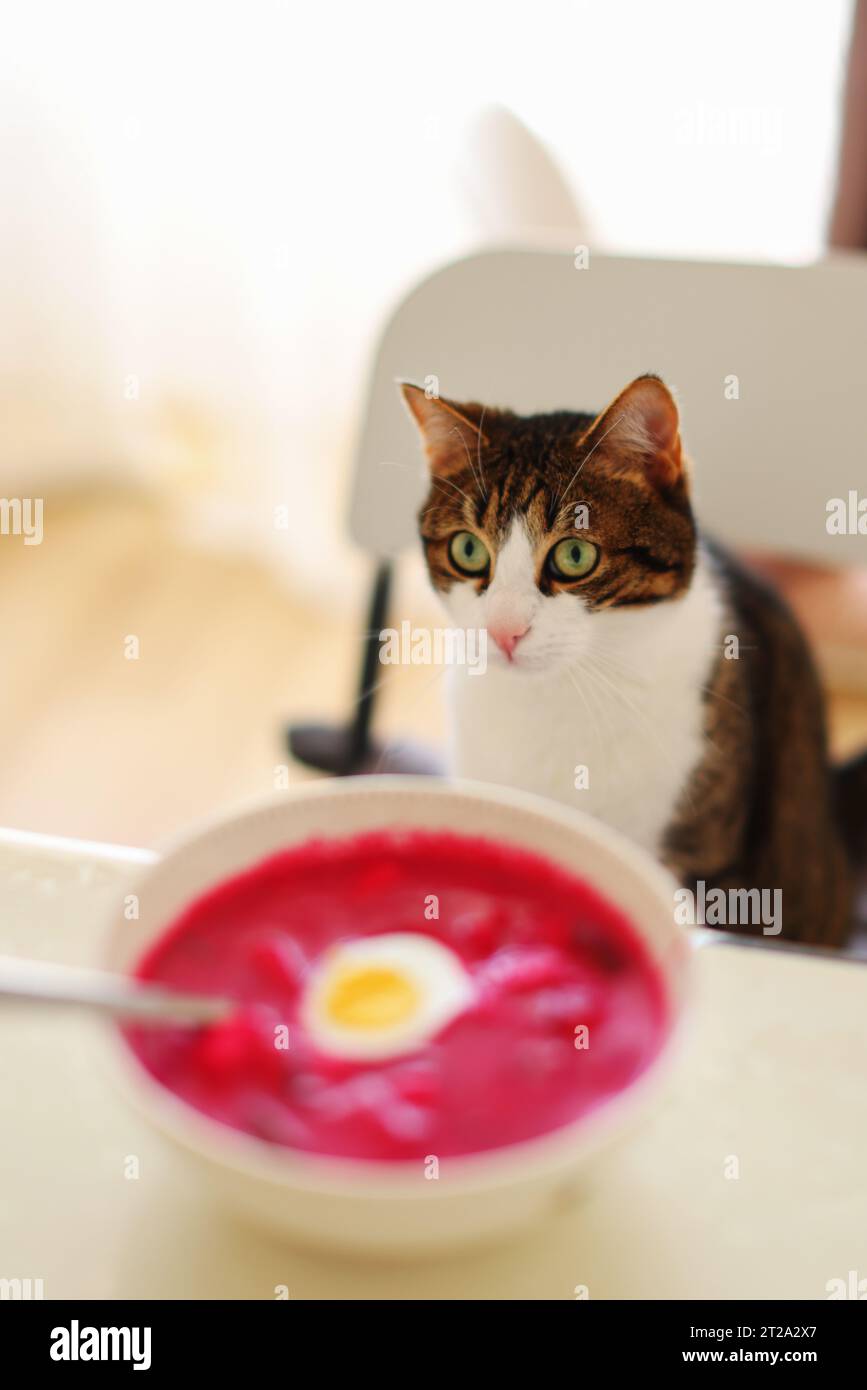 Cat sniffs the traditional Belarusian soup Kholodnik Stock Photo - Alamy