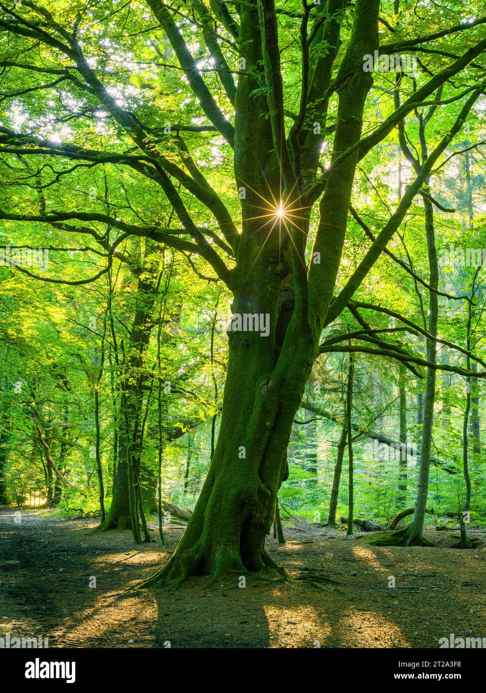 The sun shining through the branches of a Common Beech (Fagus sylvatica ...