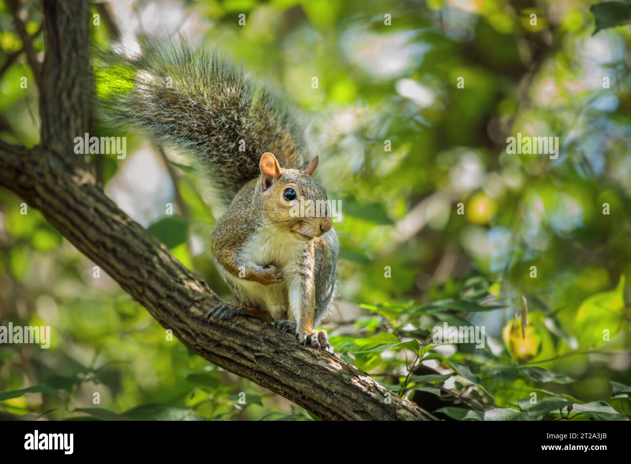 A cute Gray Squirrel pauses, facing the camera, on a branch. He appears ...