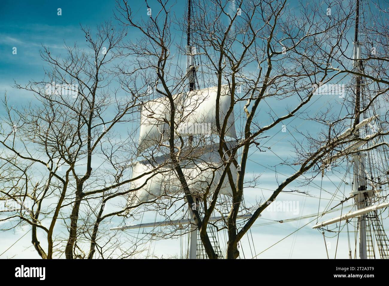ship sails with tree branches Stock Photo - Alamy