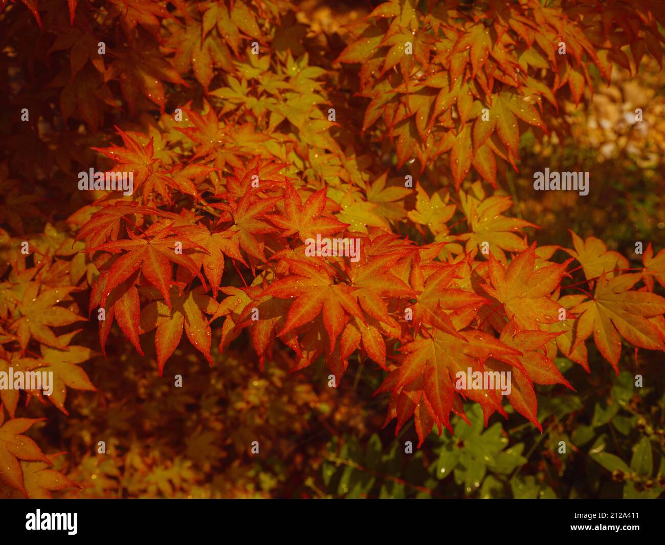 Beautiful autumn leaves that turned red in autumn in Japan. Japanese ...