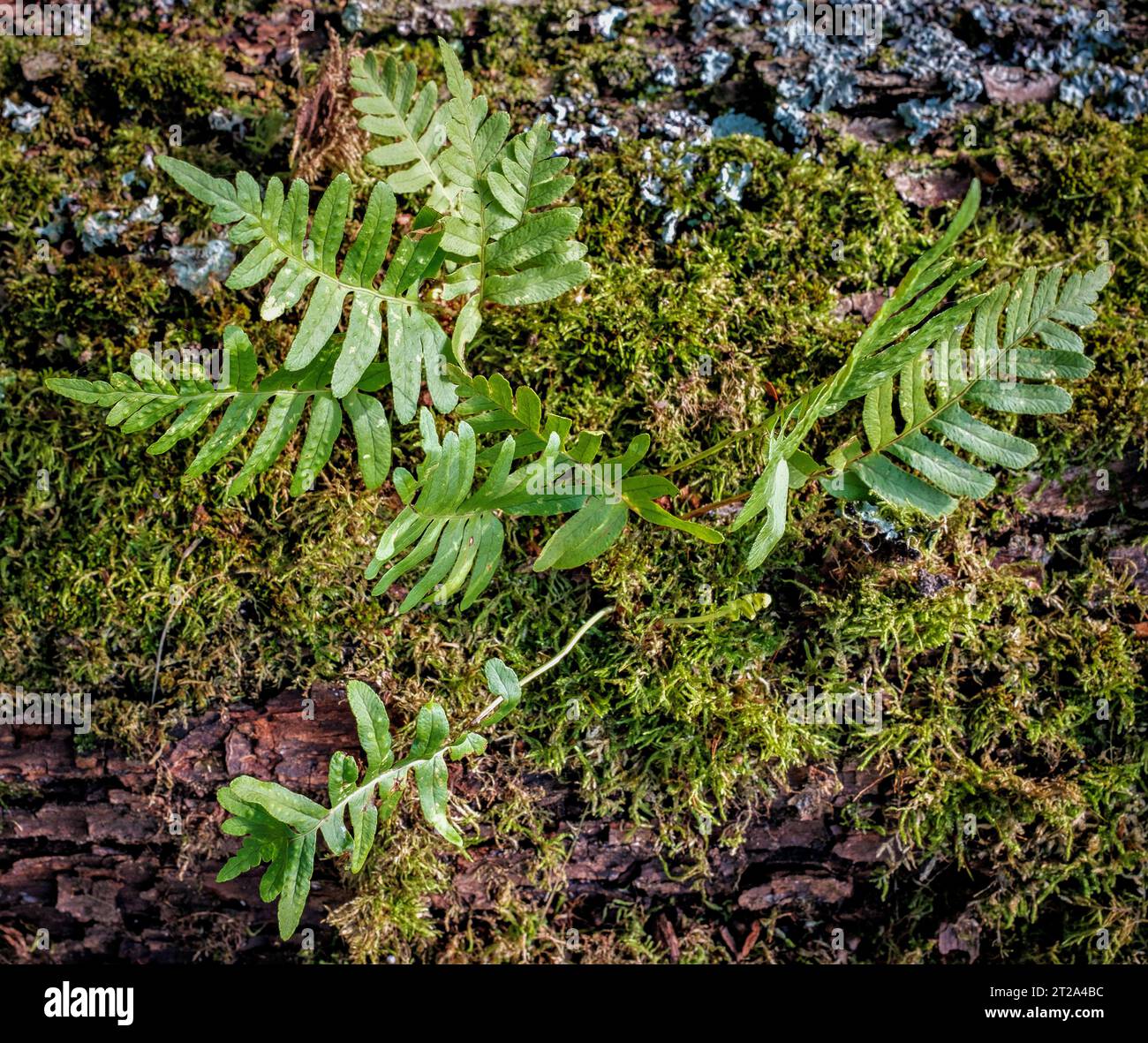 Common polypody fern (wall fern) growing amongst moss on a felled tree ...