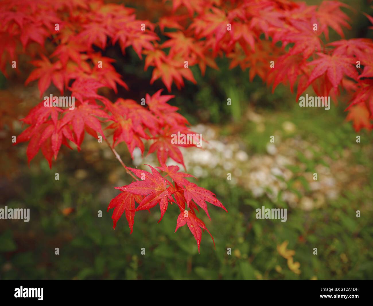 Beautiful autumn leaves that turned red in autumn in Japan. Japanese ...