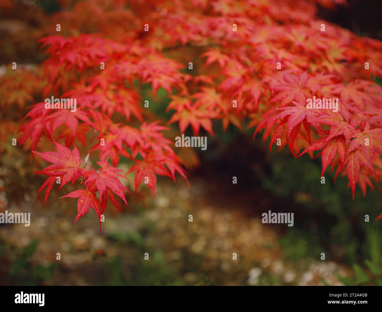 Beautiful autumn leaves that turned red in autumn in Japan. Japanese ...