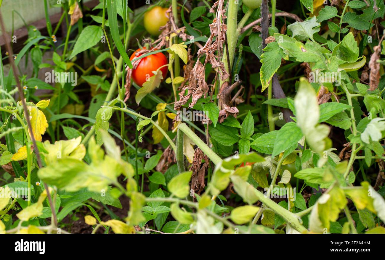 Broken stem and improper care of tomato plants. Disease Alternariosis ...