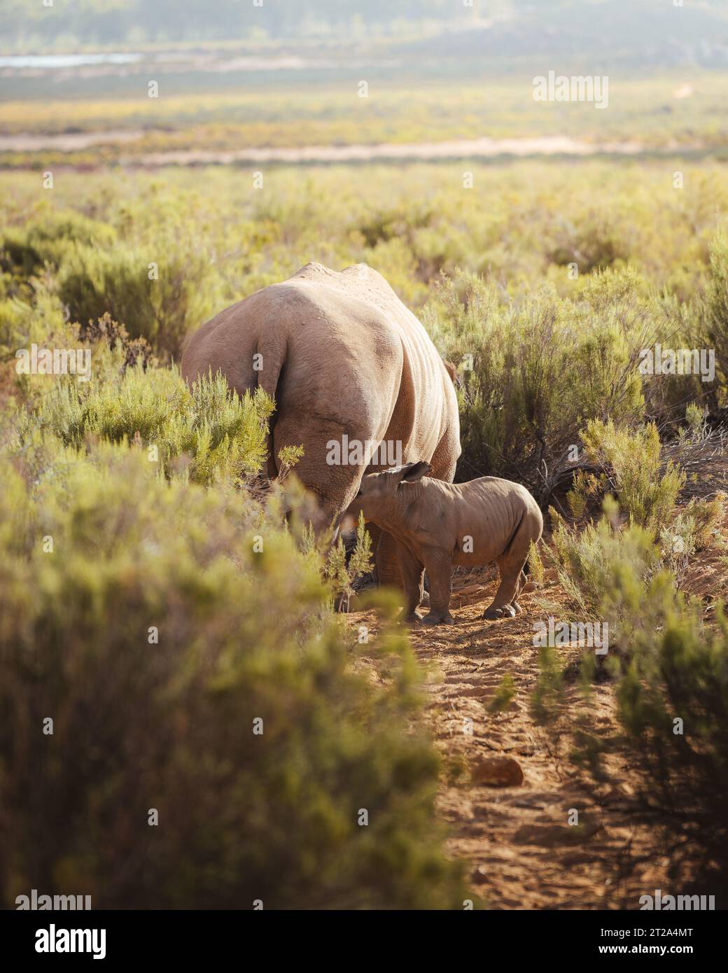 A wild baby rhinoceros, being fed by the mother rhinoceros in the ...